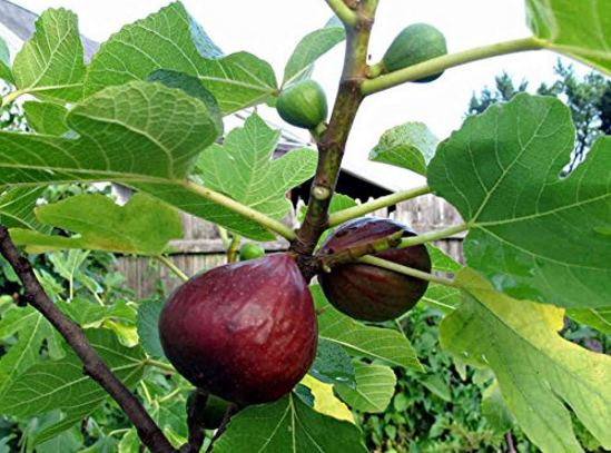 How To Grow Figs Trees - Indoors and Outside - GardensAll